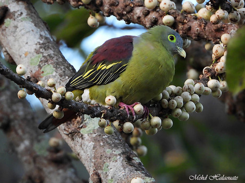 Subspecies Treron griseicauda griseicauda · iNaturalist
