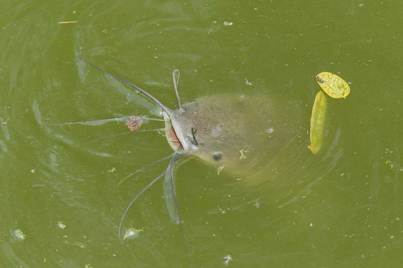 Clarias gariepinus (Burchell, 1822)