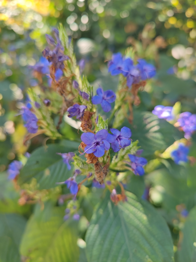 Blue Eranthemum from Xishuangbanna Dai, CN-YN, CN on February 25, 2022 ...