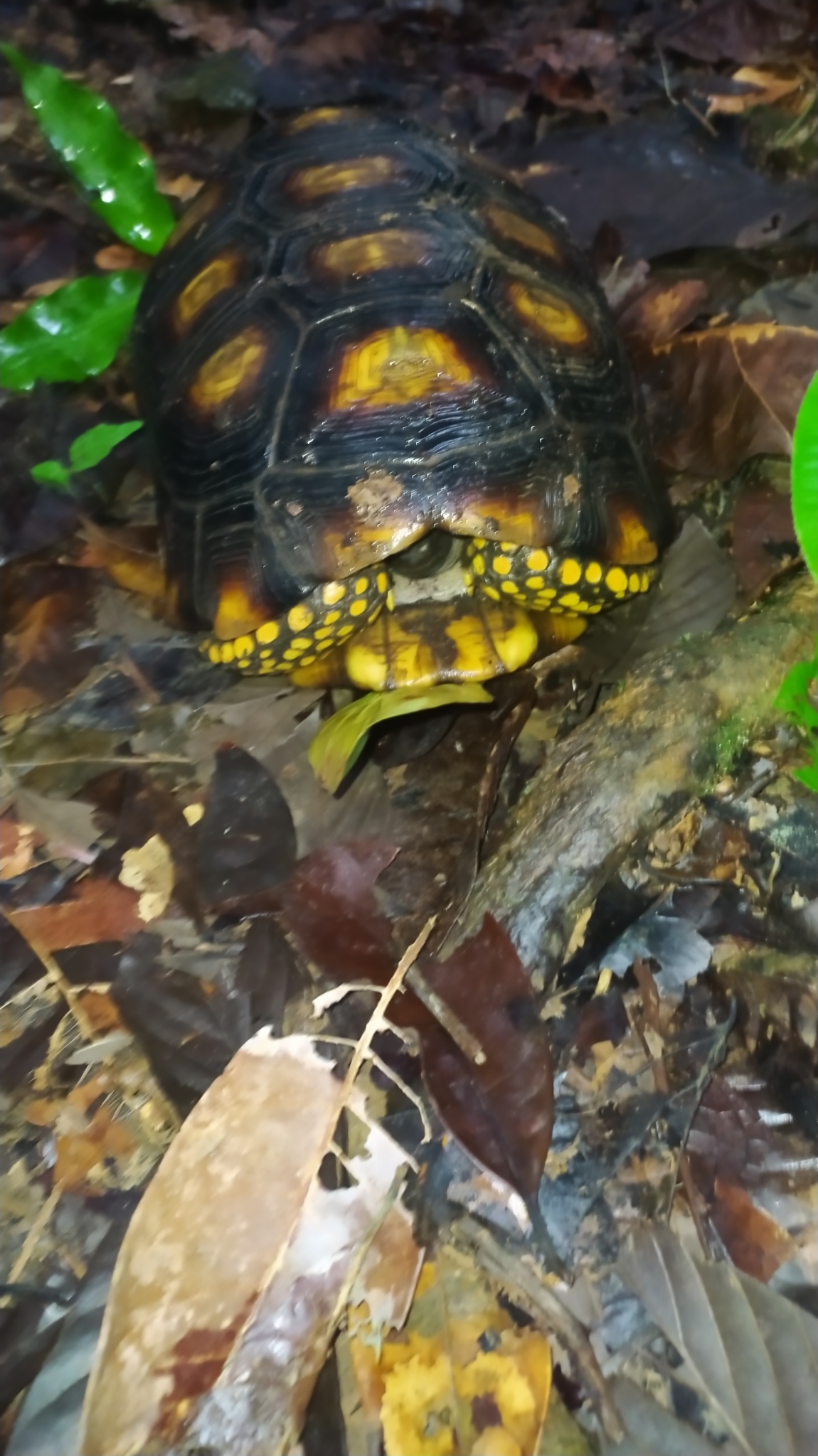 Chelonoidis denticulatus (Linnaeus, 1766)