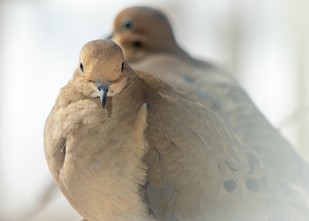 Mourning Dove from Barrie, ON, Canada on February 24, 2022 at 11:39 AM ...