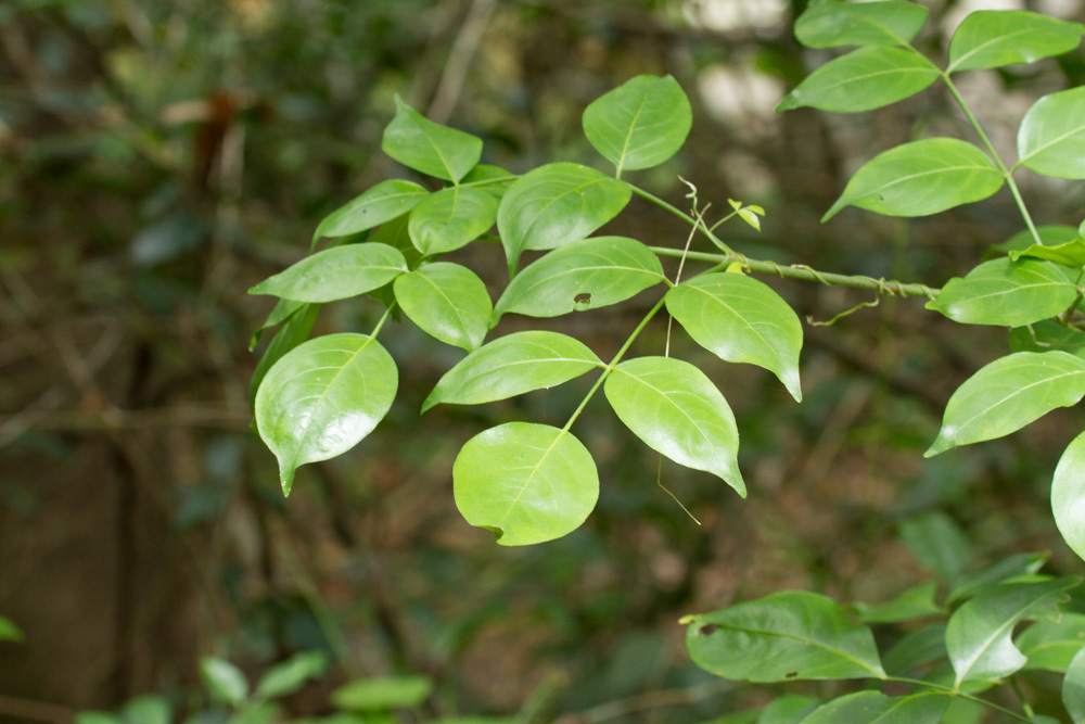 celery wood from Stoney Creek Day Use Area on November 28, 2015 at 08: ...