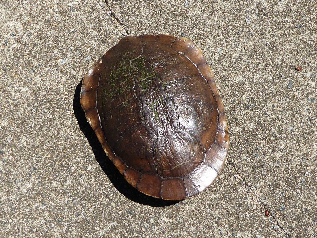 Cann's Snake-necked Turtle from 9 Lagoon St, West Mackay QLD 4740 ...