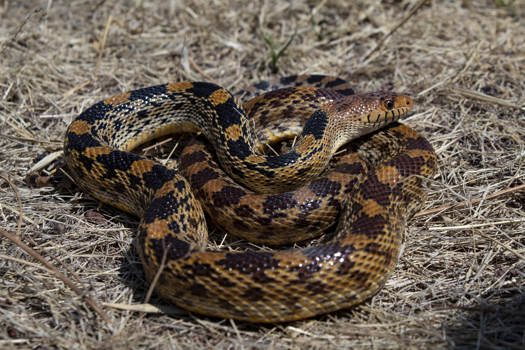 (Pituophis deppei deppei) - Snakes and Lizards