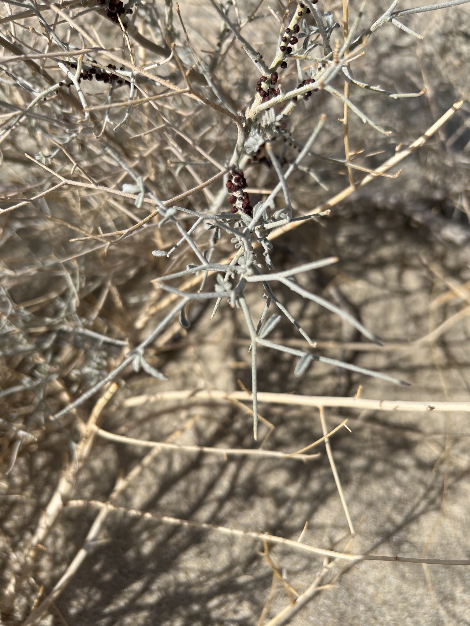 Pilostyles thurberi A.Gray