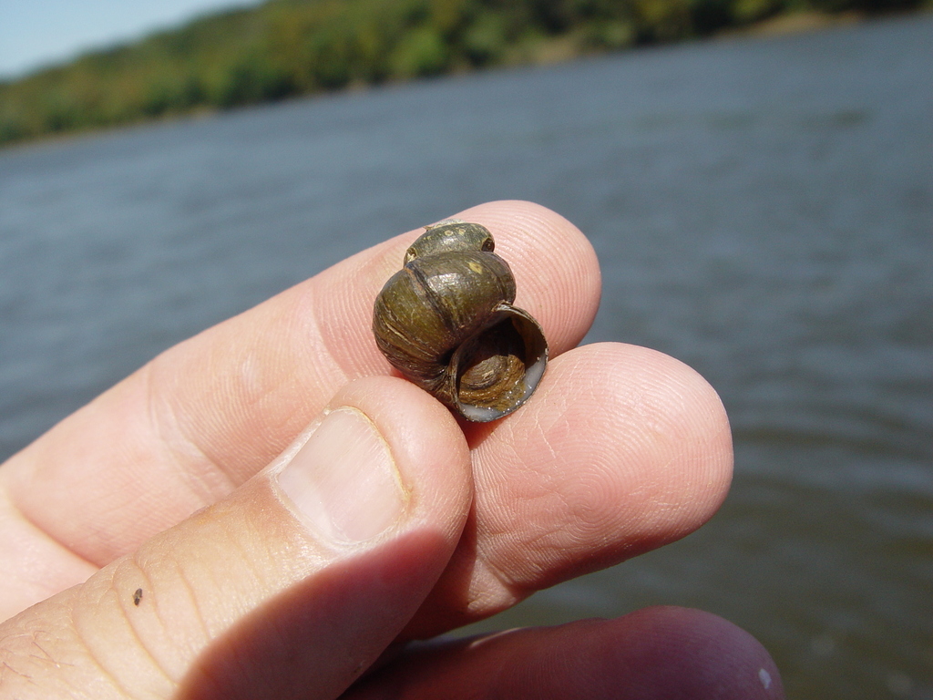Tulotoma Snail in September 2008 by Jeff Garner · iNaturalist