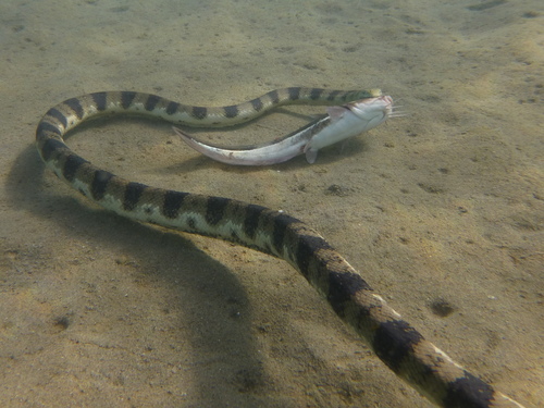 Olive-headed Sea Snake (Hydrophis major) - Snakes and Lizards
