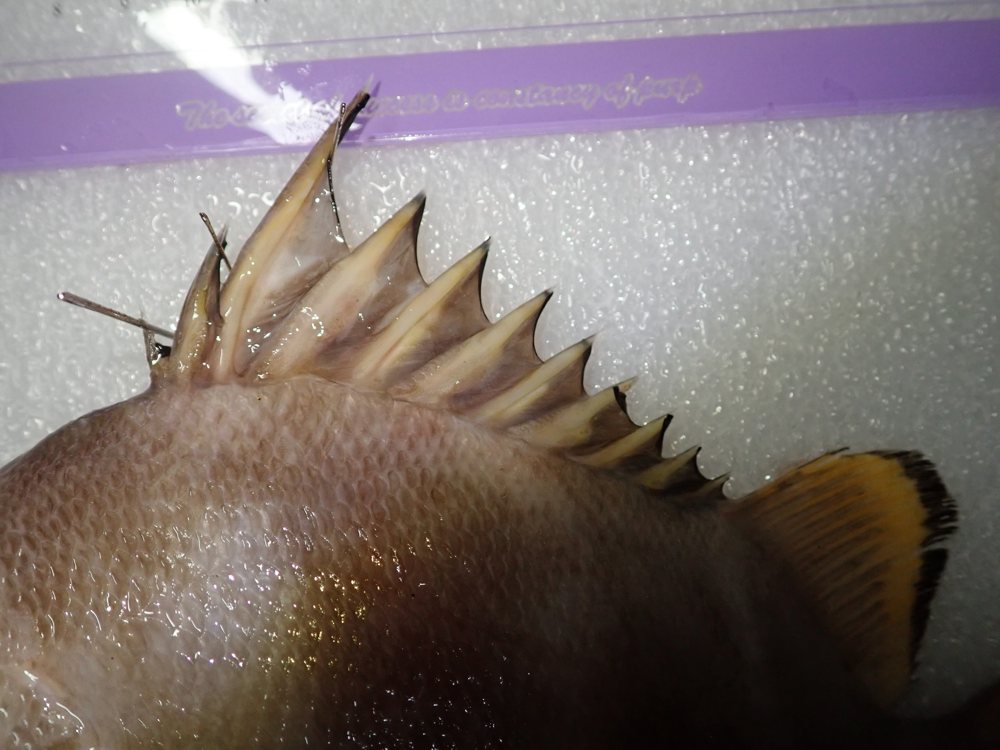 Hapalogenyidae