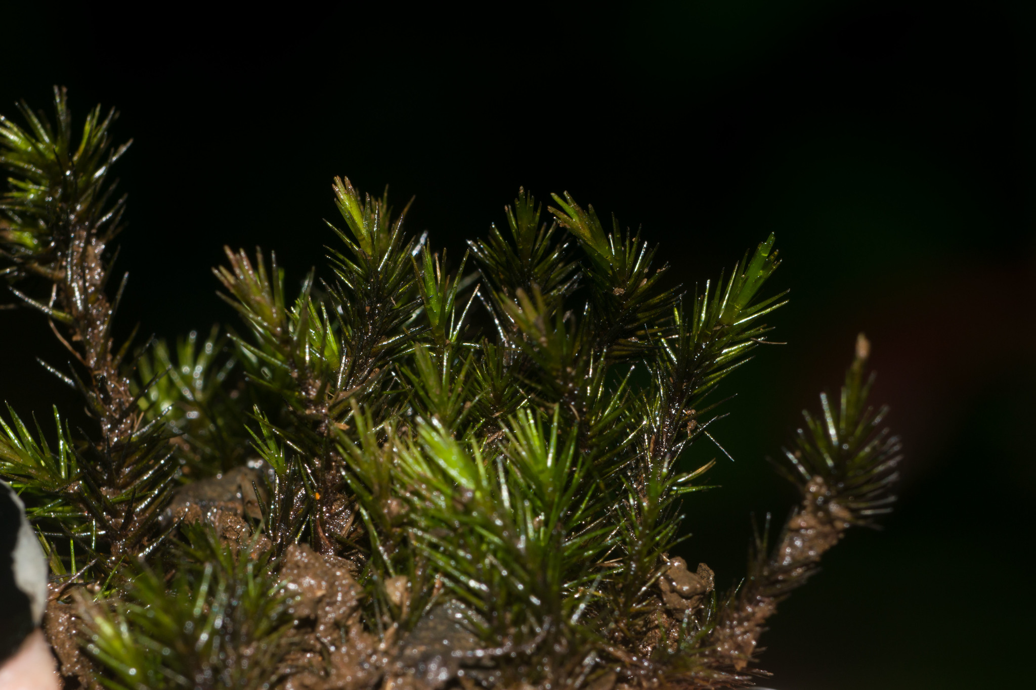 Campylopus umbellatus Paris, 1894