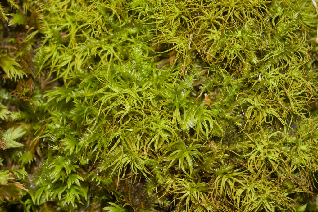 (Chionoloma angustatum) - Botanical Realm