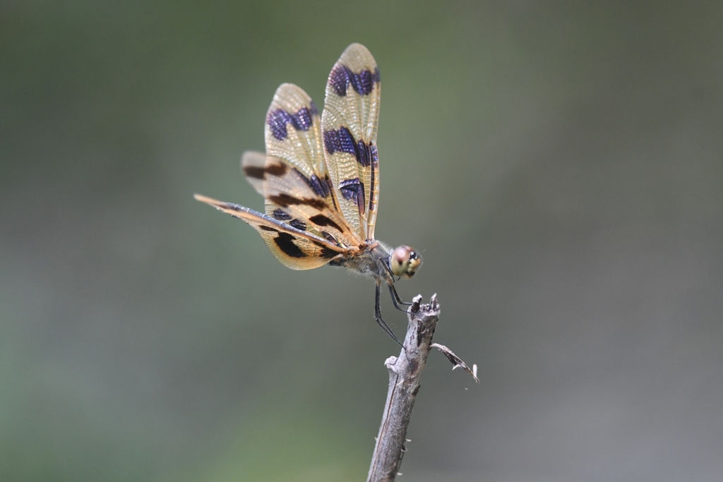 Graphic Flutterer from Parklakes Dr, Bli Bli QLD 4560, Australia on ...
