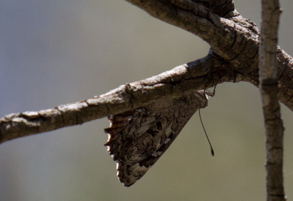 Australian Azures from Doctors Creek Reserve on December 5, 2015 at 09: ...
