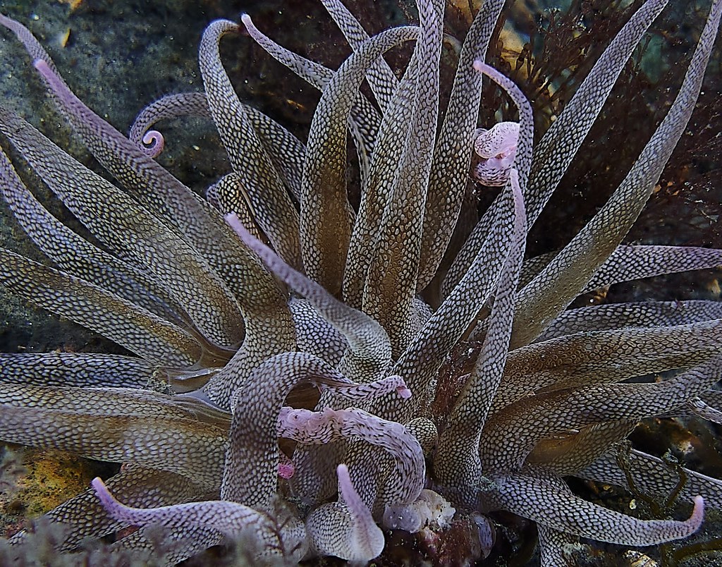 Dofleinia armata from Otago, New Zealand on February 26, 2022 at 07:27 ...