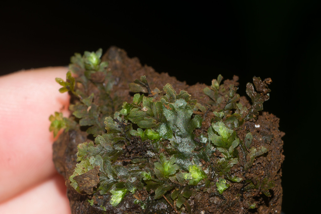 (Distichophyllum freycinetii) - Botanical Realm