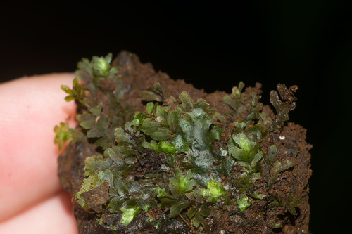 Distichophyllum freycinetii · iNaturalist