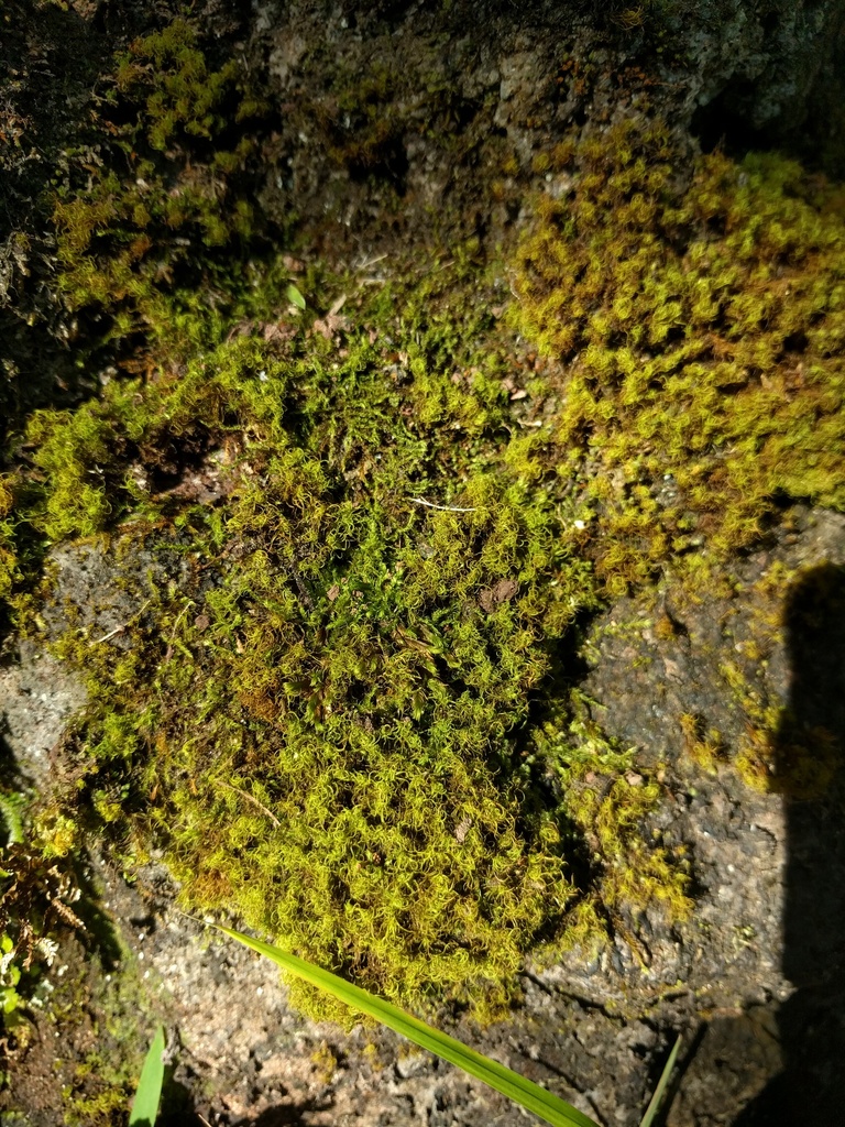 Chionoloma angustatum from Makiki/Lower/ Punchbowl/Tantalus, Honolulu ...