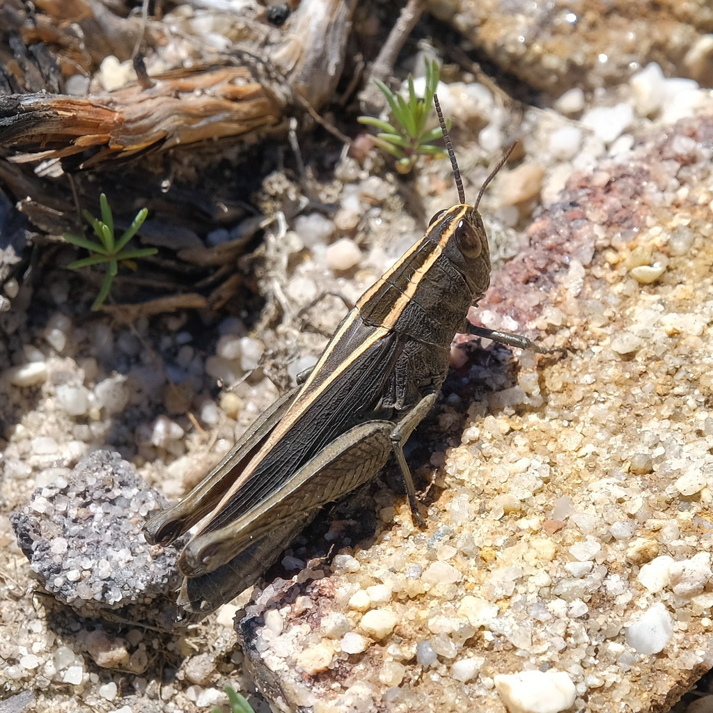 Apotropis tricarinata from Blue Mountains, Blue Mountains, New South ...
