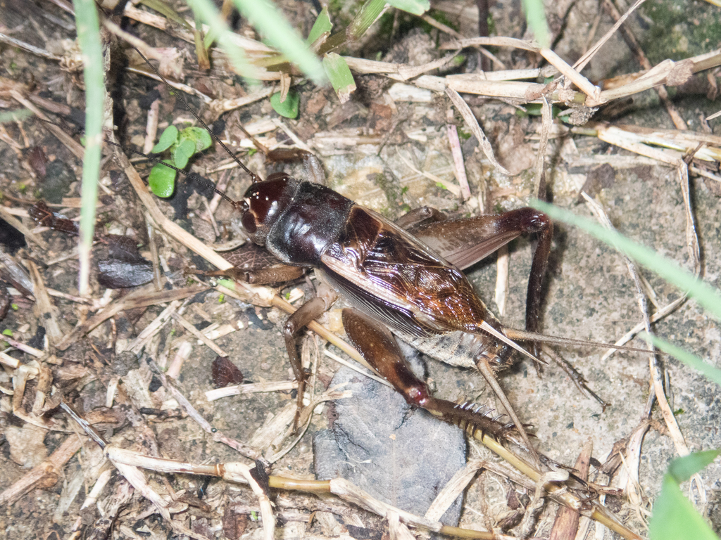 Teleogryllus mitratus from Sai Kung, Hong Kong on June 30, 2021 at 11: ...