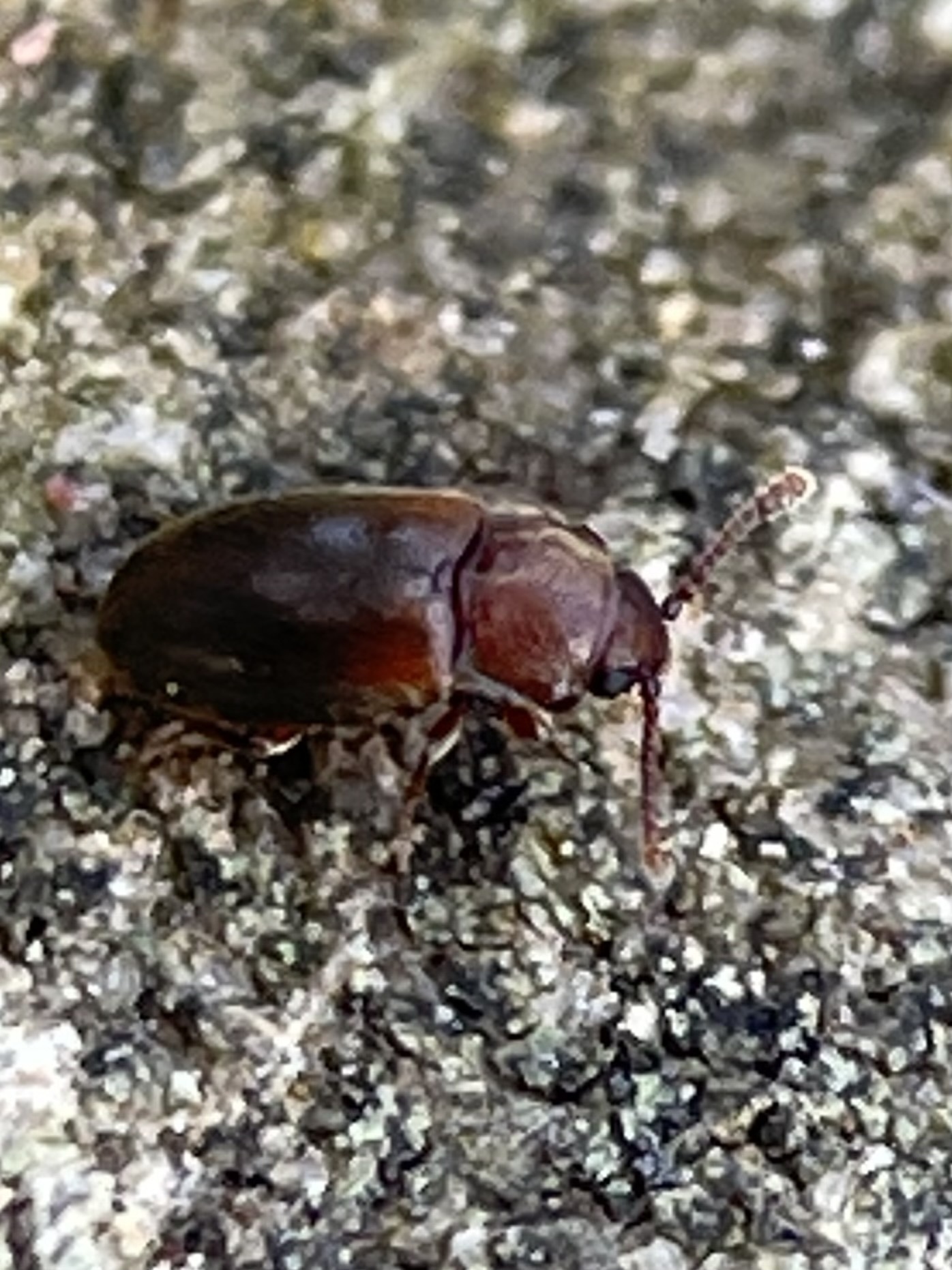 Cryptophagus scanicus (Linnaeus, 1758)