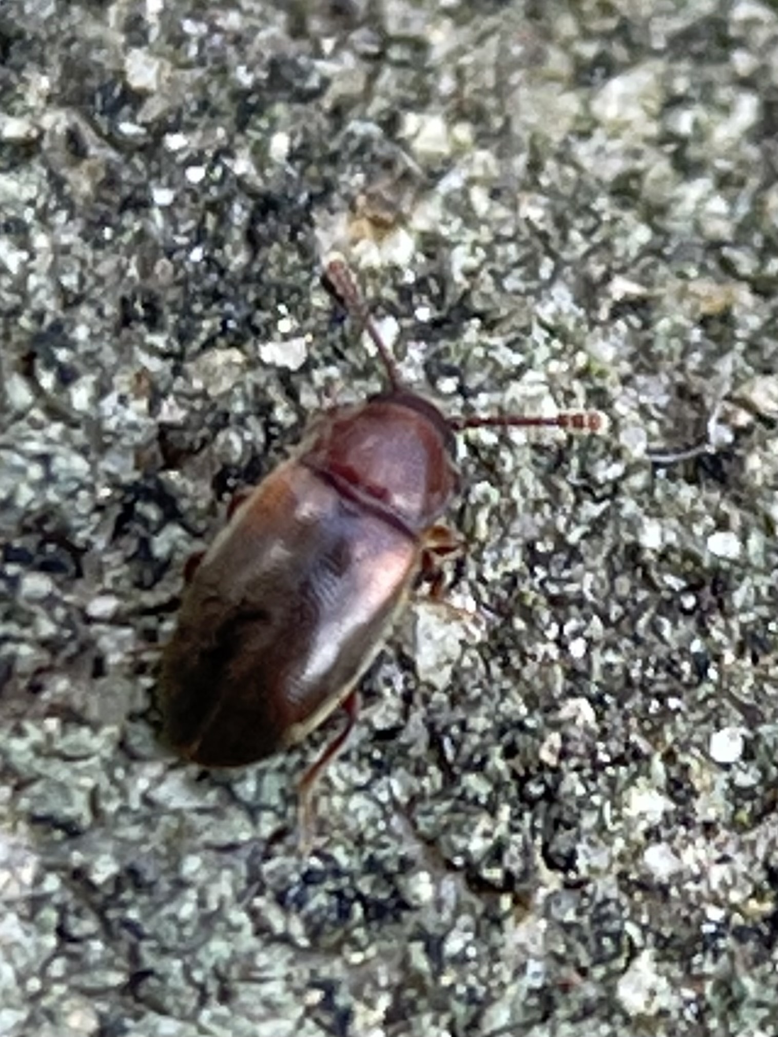 Cryptophagus scanicus (Linnaeus, 1758)