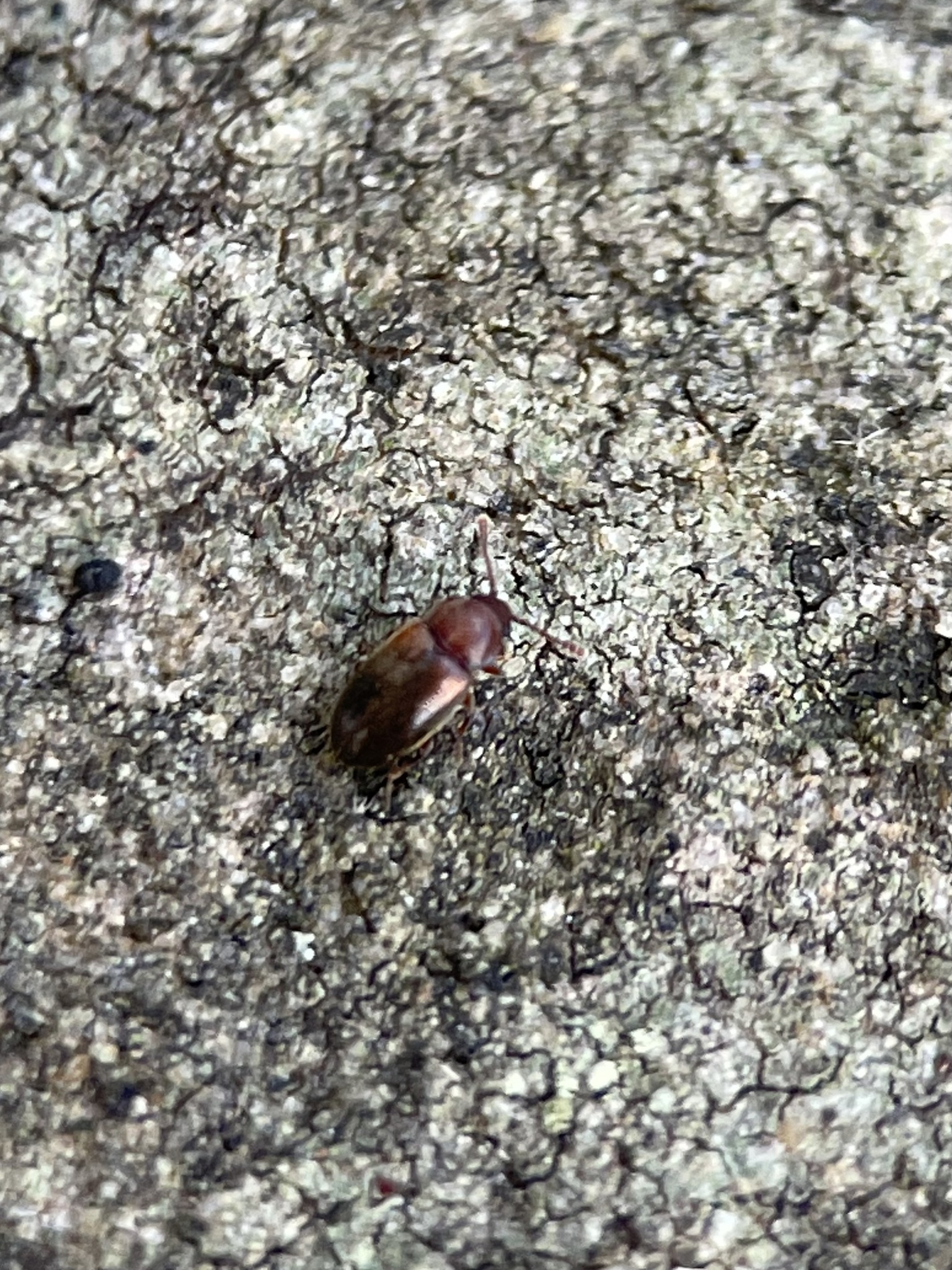 Cryptophagus scanicus (Linnaeus, 1758)