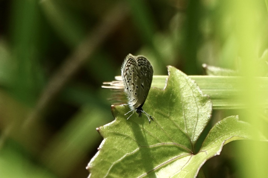 Tiny Grass Blue from Tanarimba, Pahang, Malaysia on February 23, 2022 ...