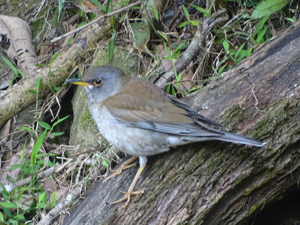 Pale Thrush from Tai Mo Shan Country Park, Tai Mo Shan, New Territories, HK on February 26, 2022 ...
