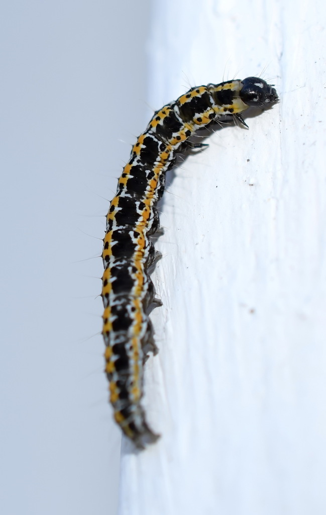 Viper's Bugloss Moth from Sudats'ka, UA-KR, UA on October 10, 2021 at ...