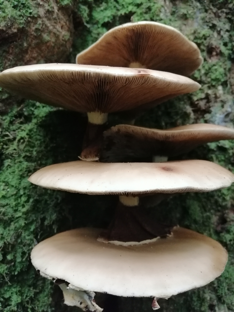 Cyclocybe parasitica from Te Rāpaki-o-Te Rakiwhakaputa, New Zealand on ...