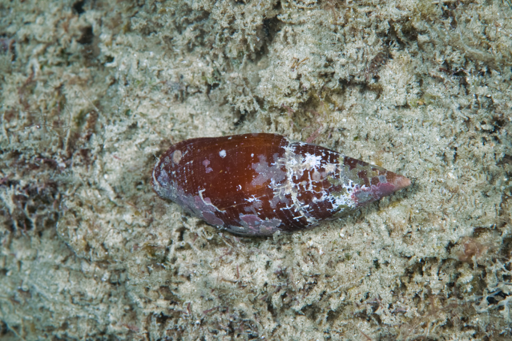 Strigatella from Honolulu County, HI, USA on February 19, 2022 at 10:03 AM by David R · iNaturalist