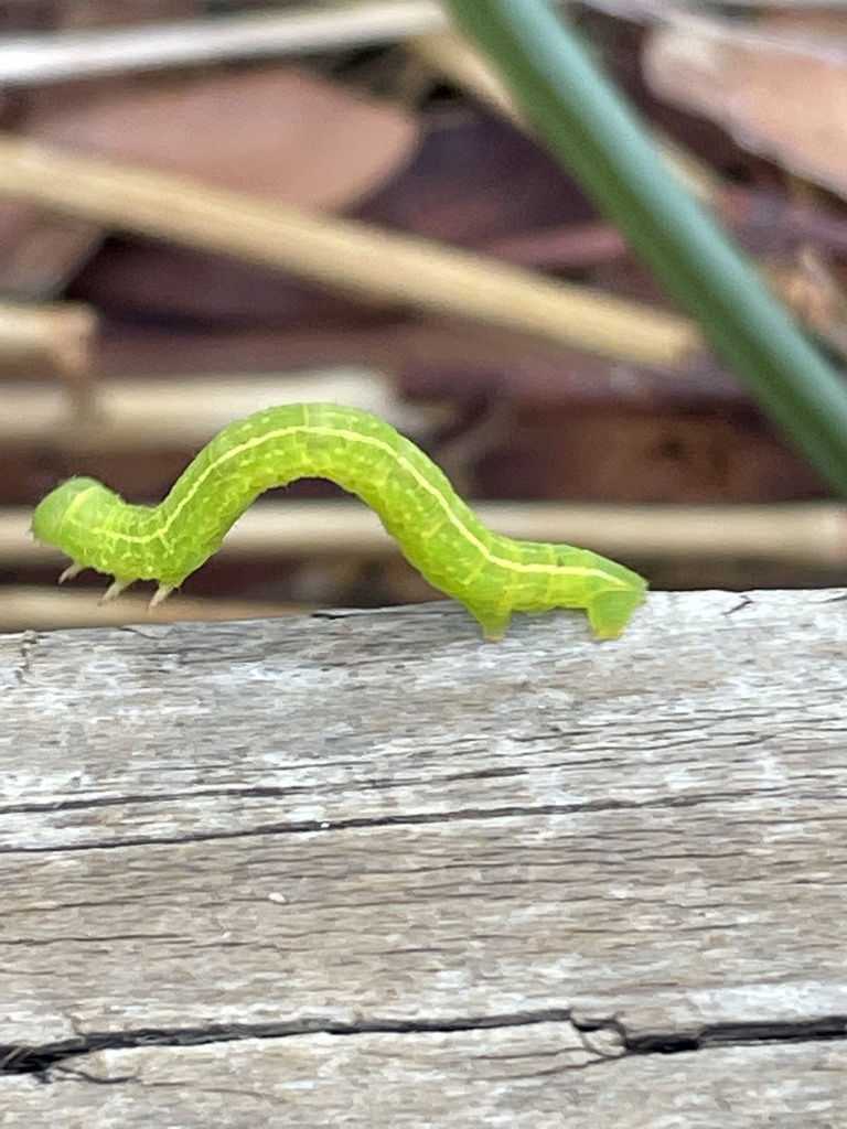 Green Garden Looper from Frankston South, VIC, AU on February 26, 2022 ...