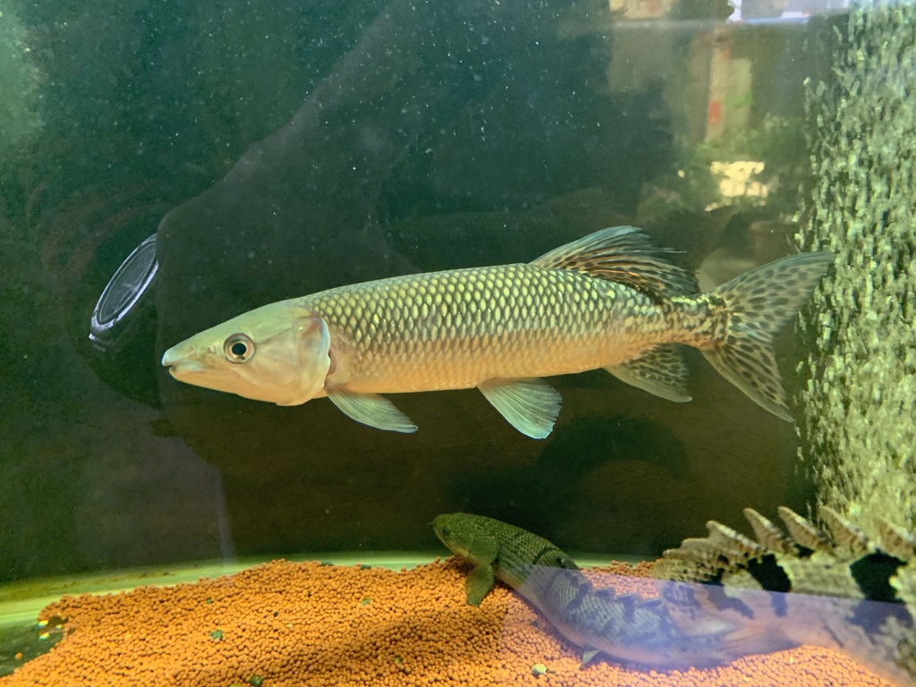 African Pike Characin (Hepsetus odoe) - Marine Life Identification