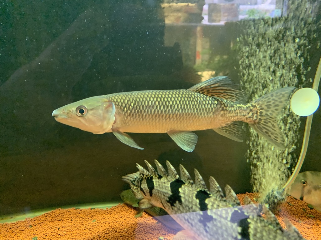 African Pike Characin (Hepsetus odoe) - Marine Life Identification