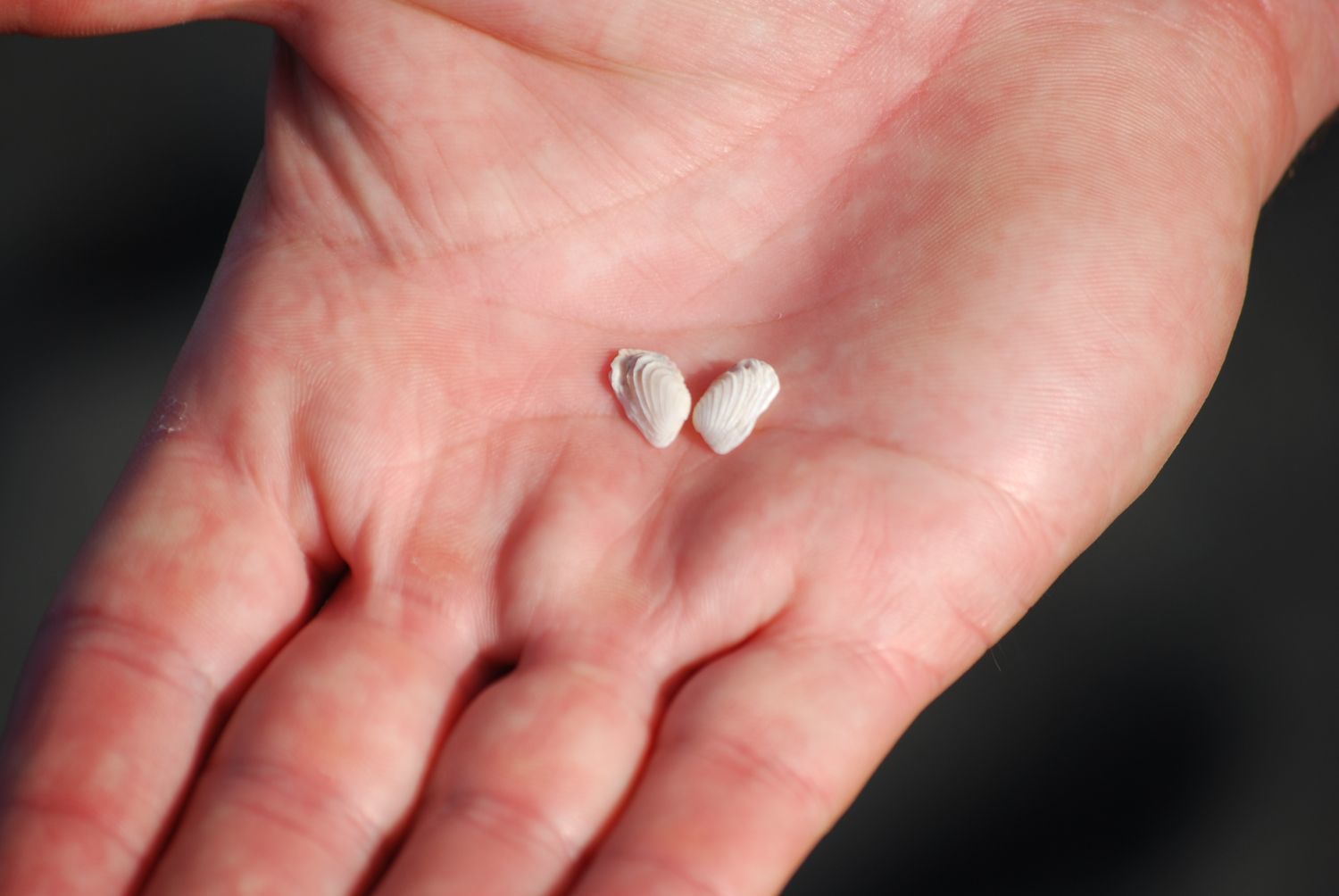 Irus irus (Linnaeus, 1758)