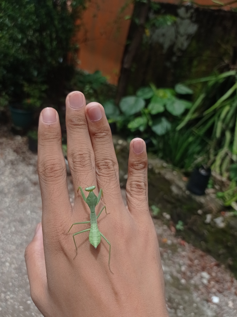 Timor Giant Shield Mantis from Fatululi on February 19, 2022 at 04:46 ...