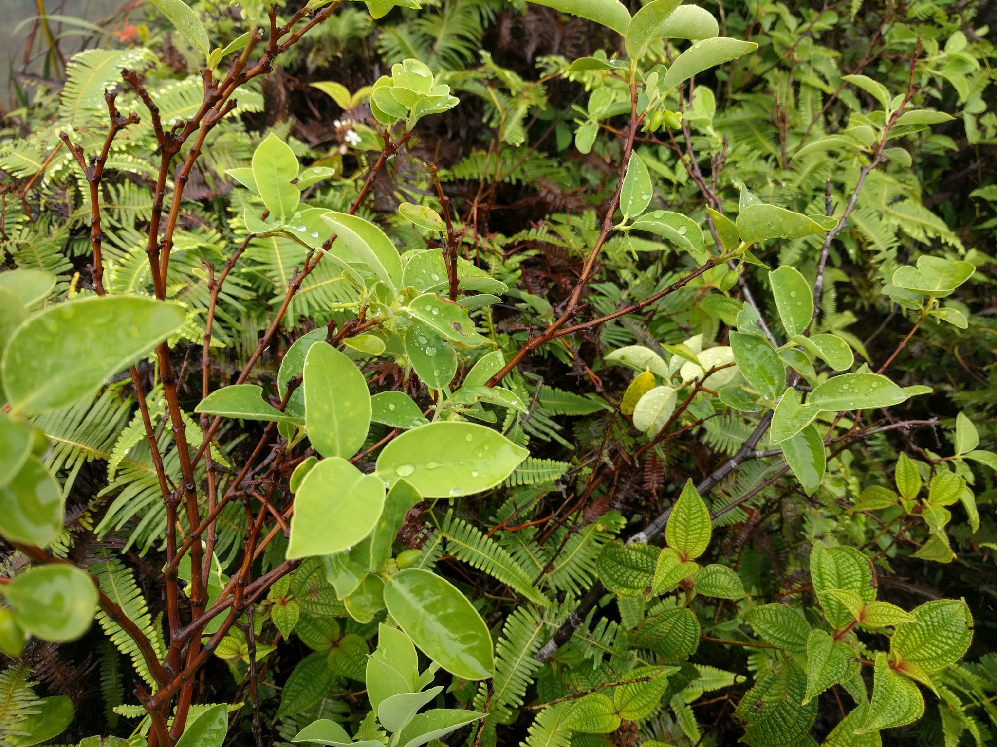Wikstroemia oahuensis (A.Gray) Rock