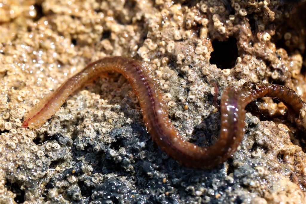 Polychaete Worms from Surf Coast - East, Victoria, Australia on ...