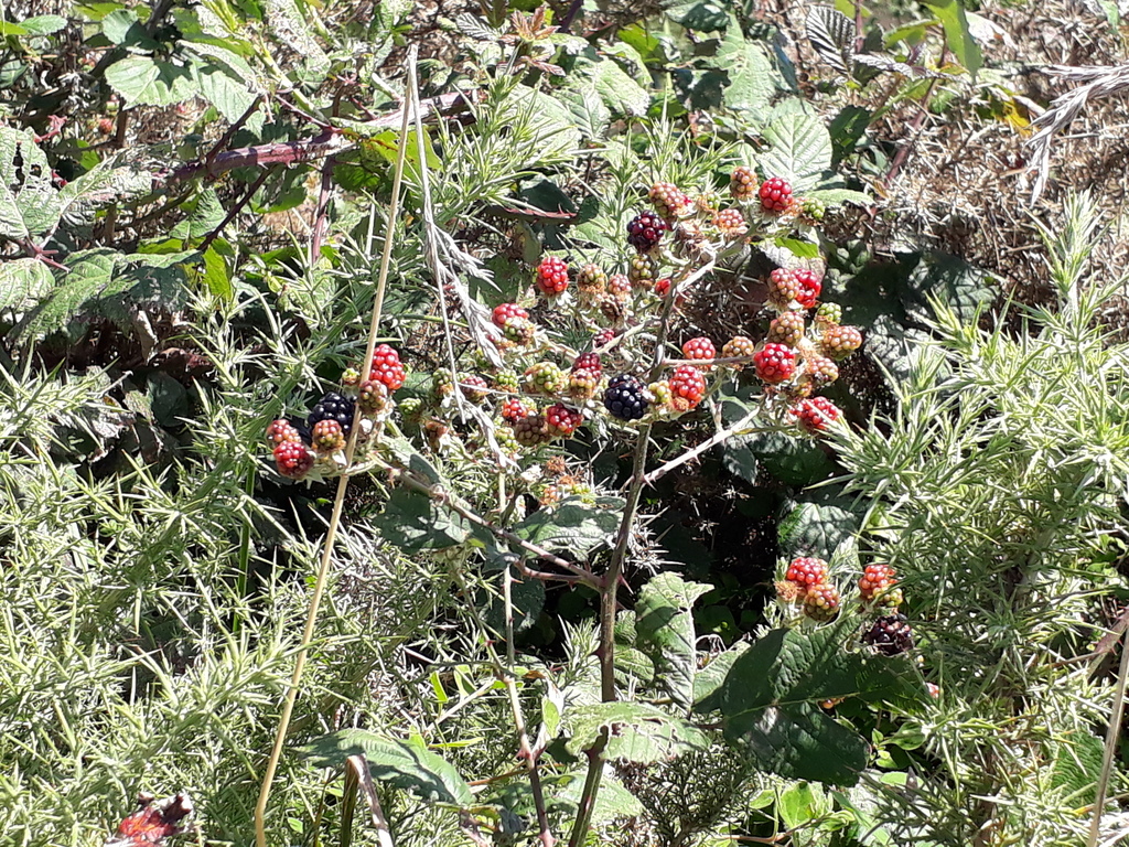 European blackberry complex from Waikanae Estuary Reserve, Otaihanga ...