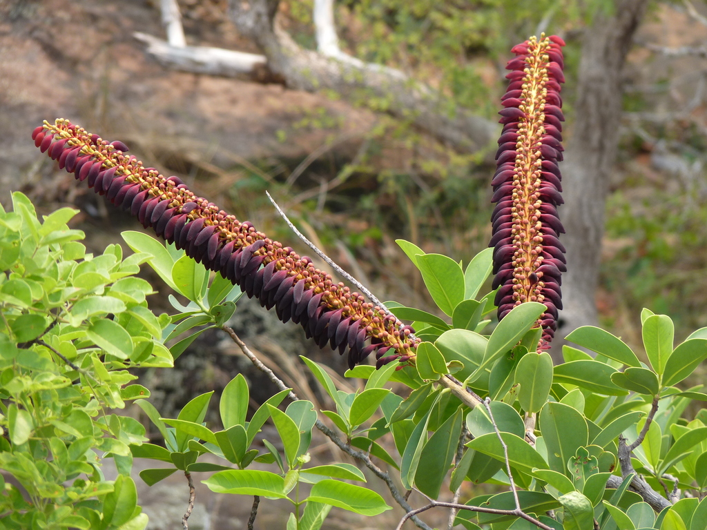 Norantea guianensis goyasensis from Chiquitos Province, Bolivia on ...