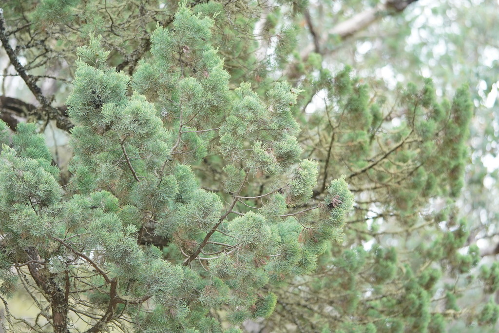 black cypress-pine from Tubbut VIC 3888, Australia on February 10, 2022 ...