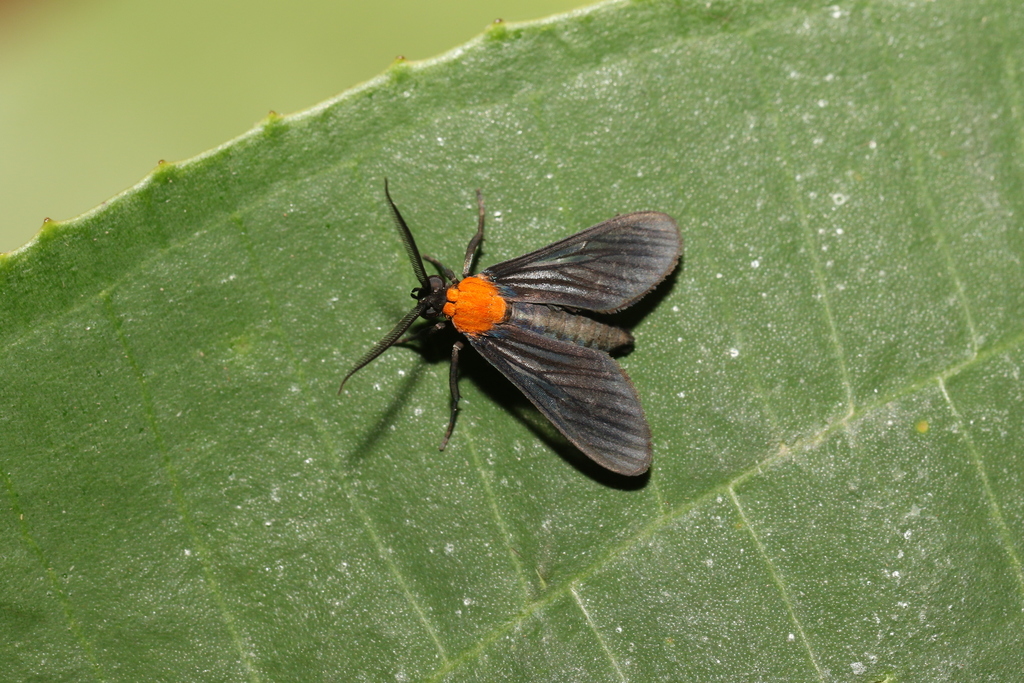 Saurita temenus from Provinz Puntarenas, Costa Rica, Carate on January ...