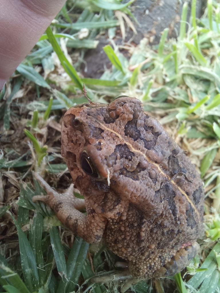 Guttural Toad from Emalahleni Local Municipality, South Africa on ...