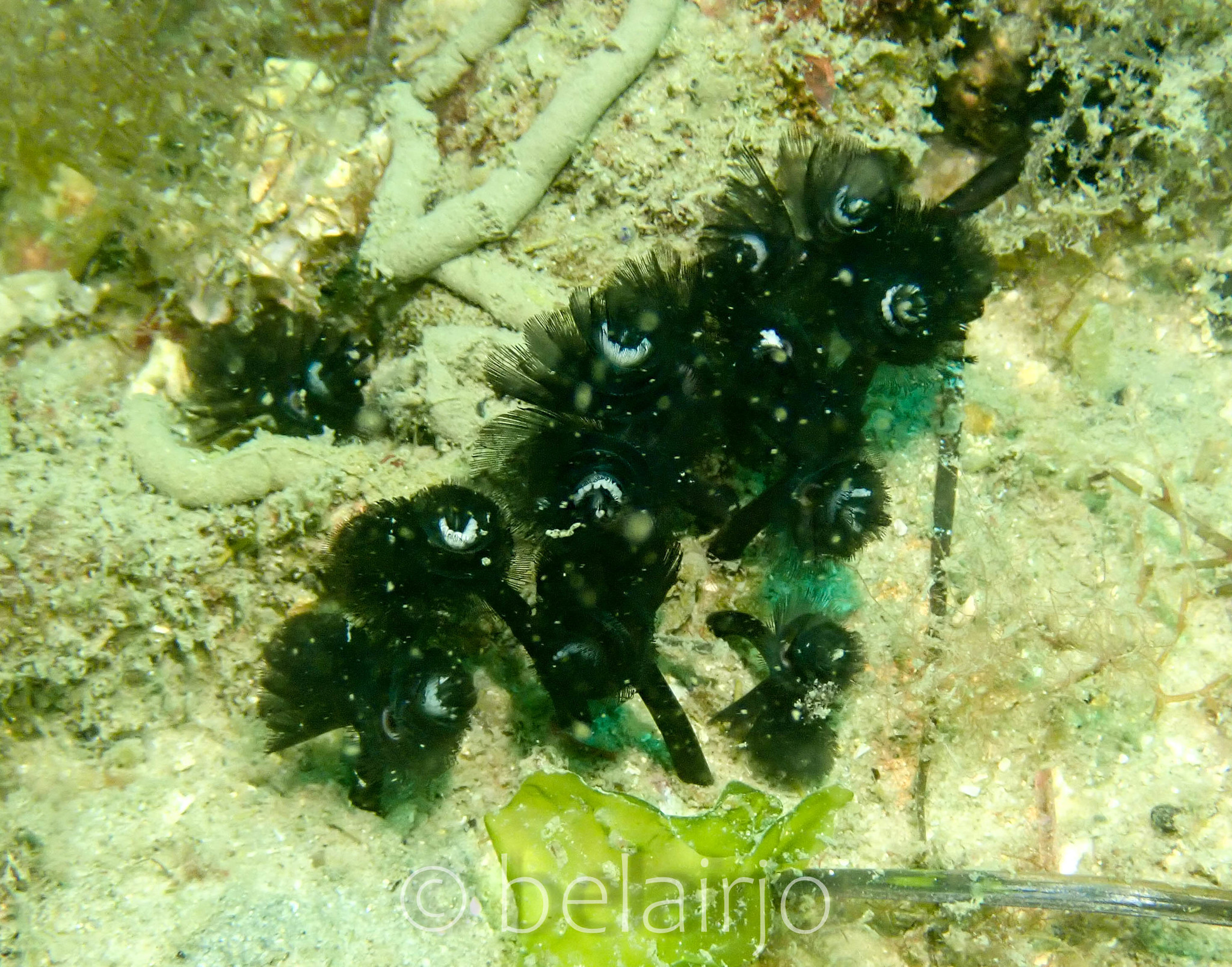 Phoronida