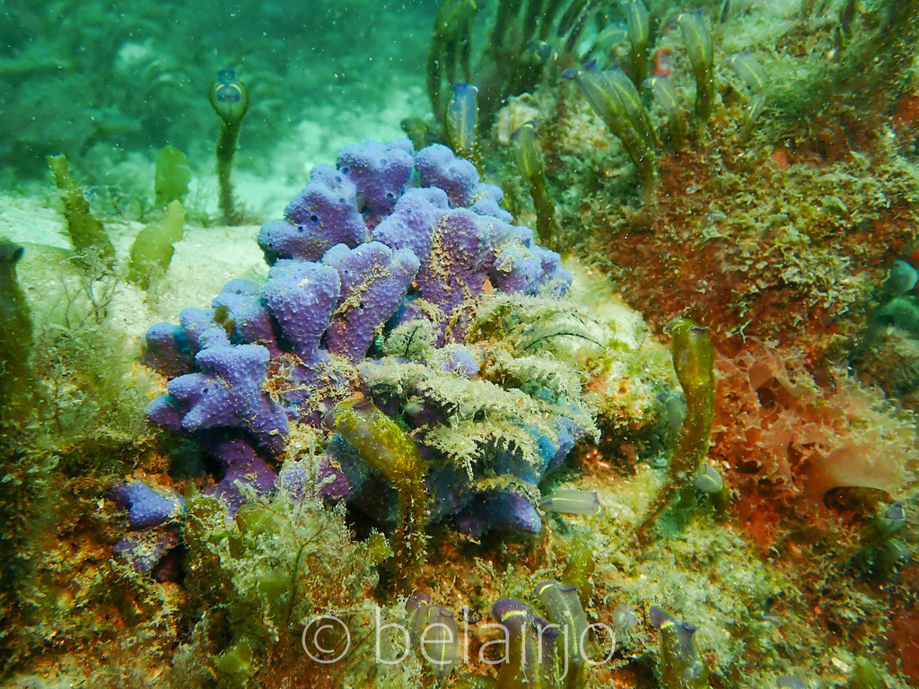Christmas Tree Hydroid from Little Beach Dive Site, Port Stephens on ...