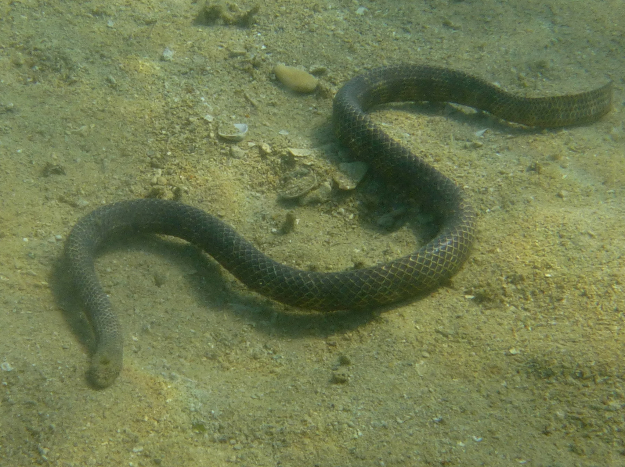 Aipysurus duboisii Bavay, 1869