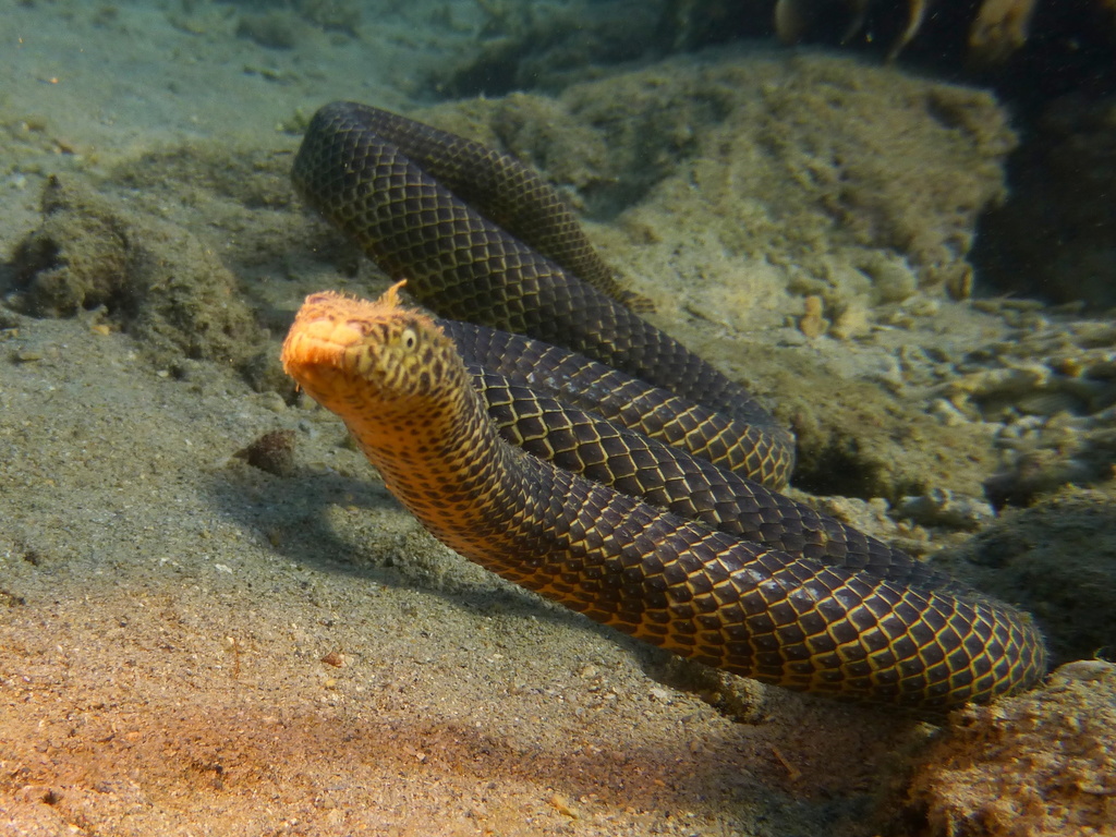 Reef Shallows Sea Snake (Aipysurus duboisii) - Snakes and Lizards