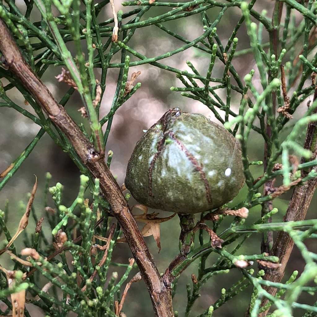 Rottnest Island Pine (Callitris preissii) - Botanical Realm