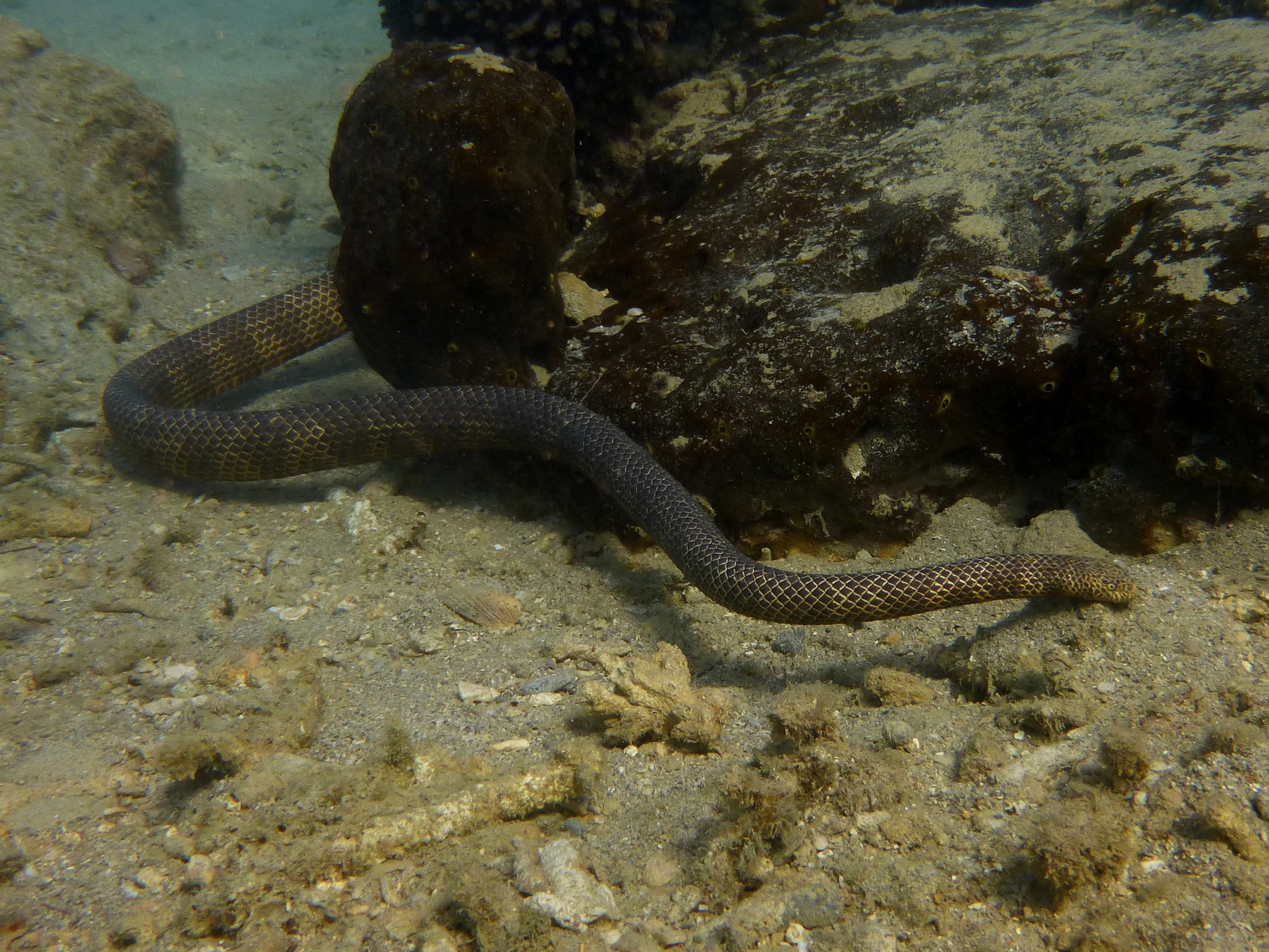 Aipysurus duboisii Bavay, 1869