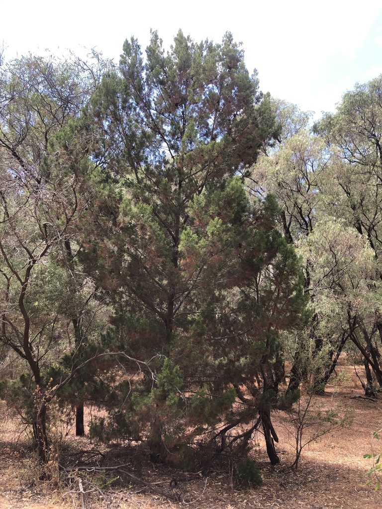 Rottnest Island Pine (Callitris preissii) - Botanical Realm