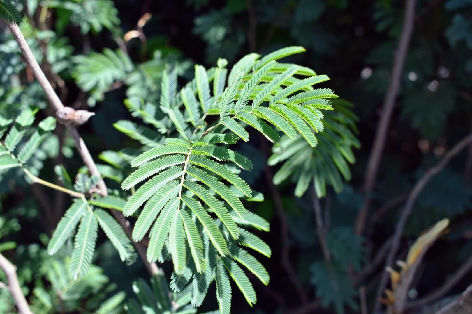 Calliandra parvifolia (Hook. & Arn.) Speg.